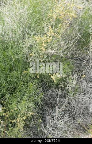 Cheesebush (Ambrosia salsola) Plantae Stock Photo - Alamy