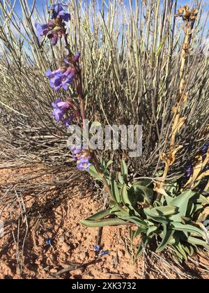 (Penstemon pachyphyllus pachyphyllus) Plantae Stock Photo - Alamy