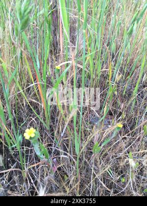 grassy tarweed (Madia gracilis) Plantae Stock Photo - Alamy