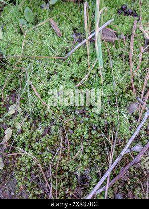 Long-leaved Thread Moss (Ptychostomum pseudotriquetrum Stock Photo - Alamy