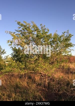 Siberian elm (Ulmus pumila) Plantae Stock Photo - Alamy