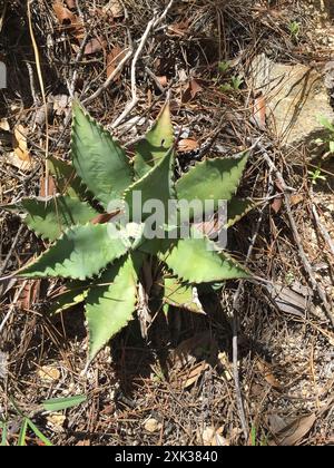 Palmer's agave (Agave palmeri) Plantae Stock Photo - Alamy
