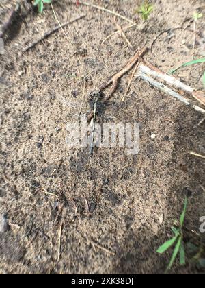 Phanogomphus Clubtails (Phanogomphus) Insecta Stock Photo - Alamy