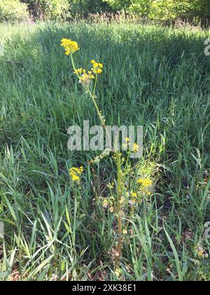 Butterweed (Packera glabella) Plantae Stock Photo - Alamy