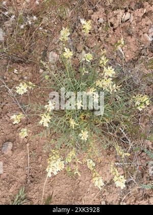 Yellow Milkvetch (Astragalus flavus) Plantae Stock Photo - Alamy