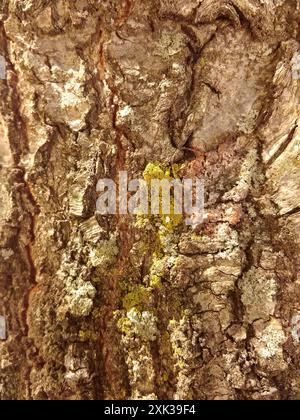 Candleflame Lichens (Candelaria) Fungi Stock Photo - Alamy