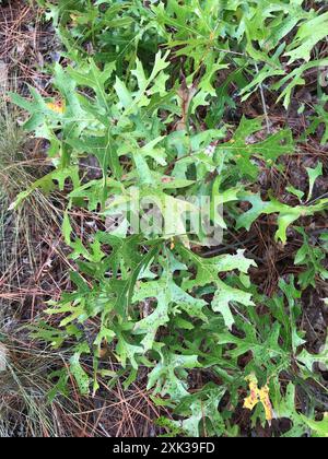 American turkey oak (Quercus laevis) Plantae Stock Photo - Alamy