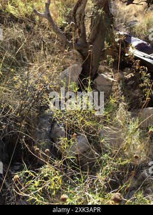 Skeletonleaf Goldeneye (Sidneya tenuifolia) Plantae Stock Photo - Alamy