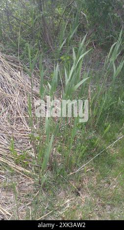 American common reed (Phragmites australis americanus) Plantae Stock ...