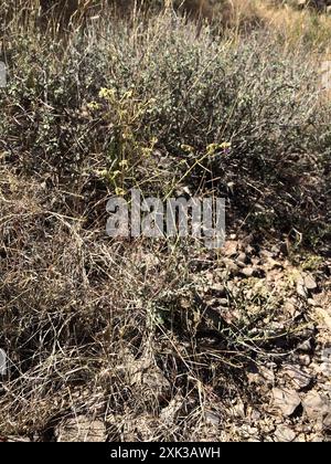 Narrowleaf Four o'Clock (Mirabilis linearis) Plantae Stock Photo - Alamy