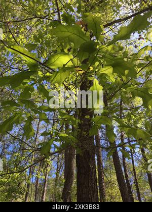 cherrybark oak (Quercus pagoda) Plantae Stock Photo - Alamy