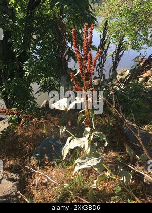 Patience Dock (Rumex patientia) Plantae Stock Photo - Alamy