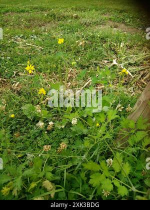 common greater celandine (Chelidonium majus majus) Plantae Stock Photo ...