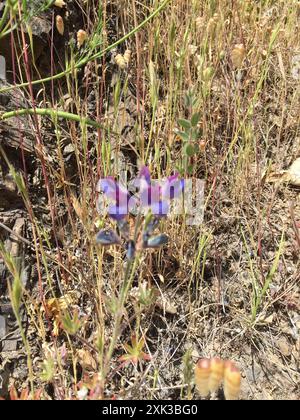 Sky Lupine (Lupinus nanus) Plantae Stock Photo - Alamy