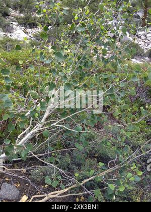 trembling aspen (Populus tremuloides) Plantae Stock Photo - Alamy