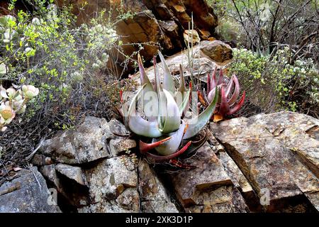 Mitre Aloe Complex (Aloe perfoliata) Plantae Stock Photo - Alamy