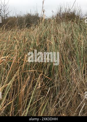 Jamaica swamp sawgrass (Cladium mariscus jamaicense) Plantae Stock ...