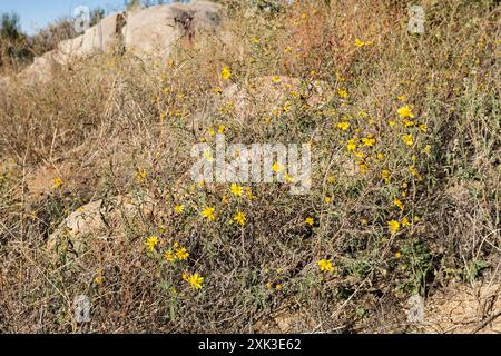showy goldeneye (Heliomeris multiflora) Plantae Stock Photo - Alamy