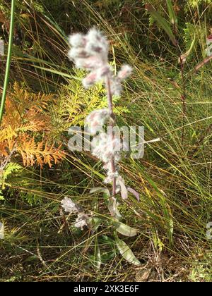 purple rattlesnake root (Nabalus racemosus) Plantae Stock Photo - Alamy