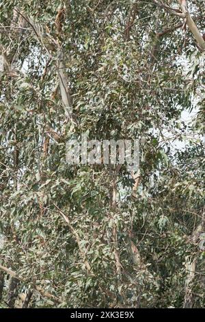 river redgum (Eucalyptus camaldulensis), Plantae, Reservoir VIC 3073 ...