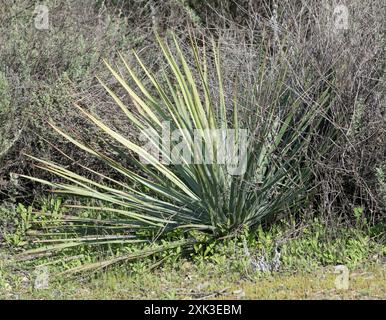 chaparral yucca (Hesperoyucca whipplei) Plantae Stock Photo - Alamy