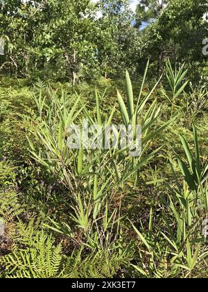 switch cane (Arundinaria tecta) Plantae Stock Photo - Alamy