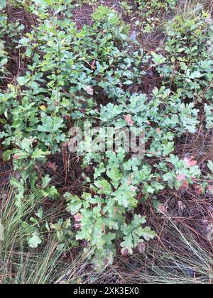 sand post oak (Quercus margaretiae) Plantae Stock Photo - Alamy