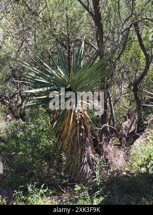 mountain yucca (Yucca madrensis) Plantae Stock Photo - Alamy