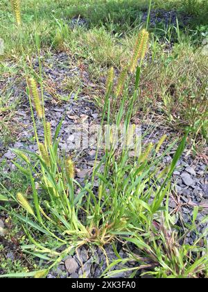 yellow foxtail (Setaria pumila) Plantae Stock Photo - Alamy
