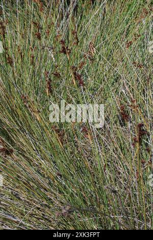 spiny rush (Juncus acutus) Plantae Stock Photo - Alamy