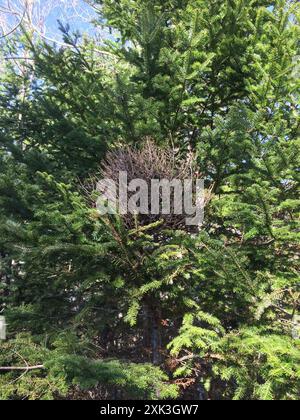 fir broom rust (Melampsorella elatina) Fungi Stock Photo - Alamy