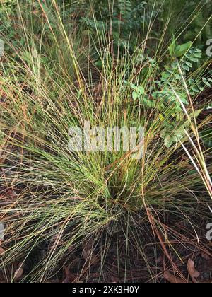 Wire grass (Aristida stricta) Plantae Stock Photo - Alamy