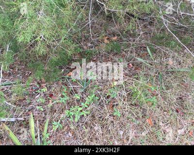 African Asparagus (Asparagus aethiopicus) Plantae Stock Photo - Alamy