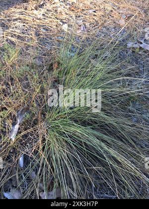 Wire grass (Aristida stricta) Plantae Stock Photo - Alamy