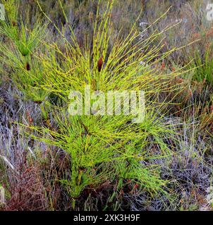 Broom reed (Elegia capensis), Plantae, Grootvadersbosch Garden Route ...