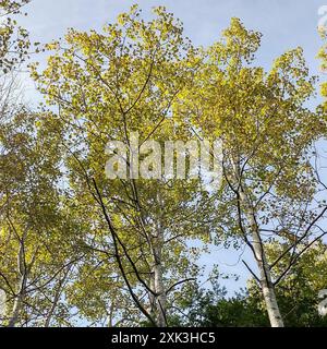 bigtooth aspen (Populus grandidentata) Plantae Stock Photo - Alamy
