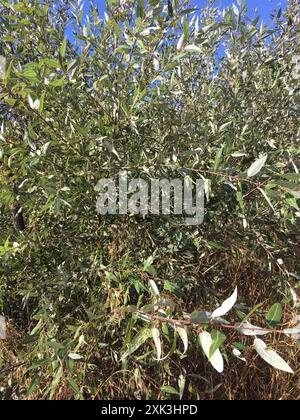 red willow (Salix laevigata) Plantae Stock Photo - Alamy