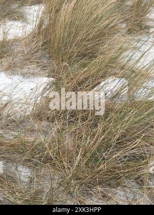 Marsh Hay Cordgrass (Sporobolus pumilus) Plantae Stock Photo - Alamy