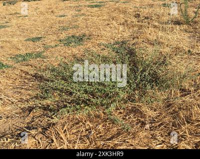 Spanish clover (Acmispon americanus) Plantae Stock Photo - Alamy