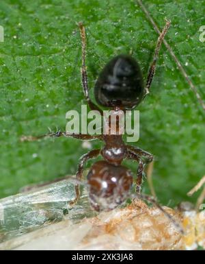 Hairy-headed Acrobat Ant (Crematogaster pilosa Stock Photo - Alamy