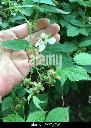 Pennsylvania Blackberry (Rubus pensilvanicus) Plantae Stock Photo - Alamy