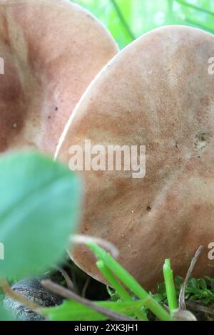 Chestnut Bolete (Gyroporus castaneus) Fungi Stock Photo - Alamy