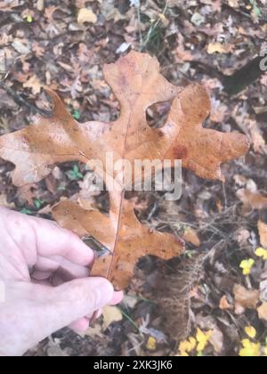 post oak (Quercus stellata) Plantae Stock Photo - Alamy