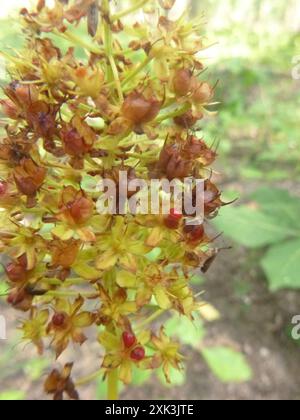 fly poison (Amianthium muscitoxicum), Plantae, Uwharrie National Forest ...