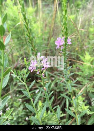 Winged Loosestrife (Lythrum alatum) Plantae Stock Photo - Alamy