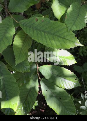Allegheny Chinquapin (Castanea pumila) Plantae Stock Photo - Alamy