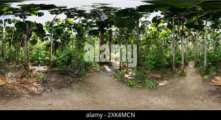 360° view of 360° panorama of Licuala Fan Palm Walk - Djiru National ...