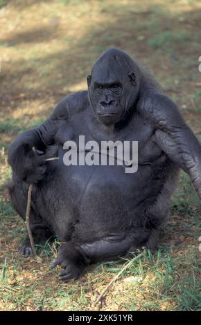 Gorilla , Gorilla gorilla , Mysore Zoo , Karnataka , india , asia Stock ...