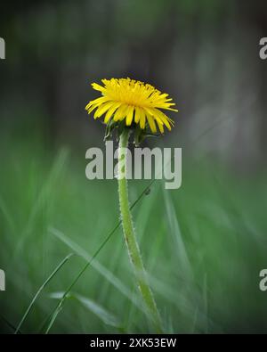 A dandelion flower in the garden with bokeh background Stock Photo - Alamy