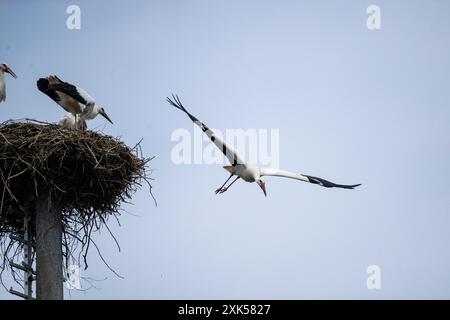 Untermerzbach, Germany. 21st July, 2024. A stork leaves the eyrie with ...